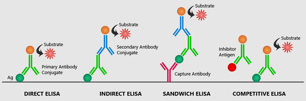 Principle and Analysis Method of Fluorescence Immunoassay (FIA): AxisPharm